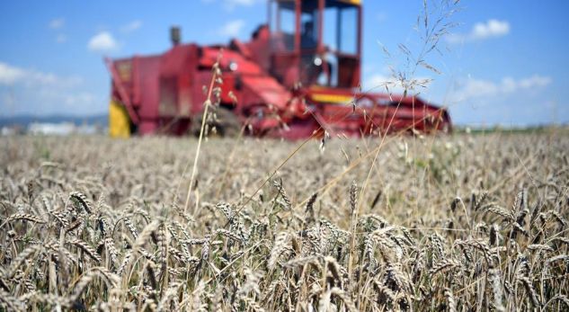 Përgjysmohet sipërfaqja e tokës së mbjellë me grurë